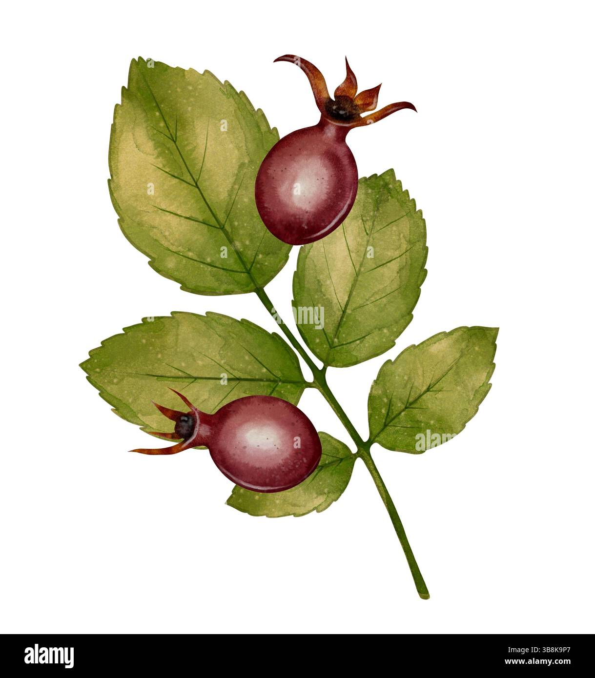 Rosehip branch with green leaves and ripe berries, drawing, watercolor ...