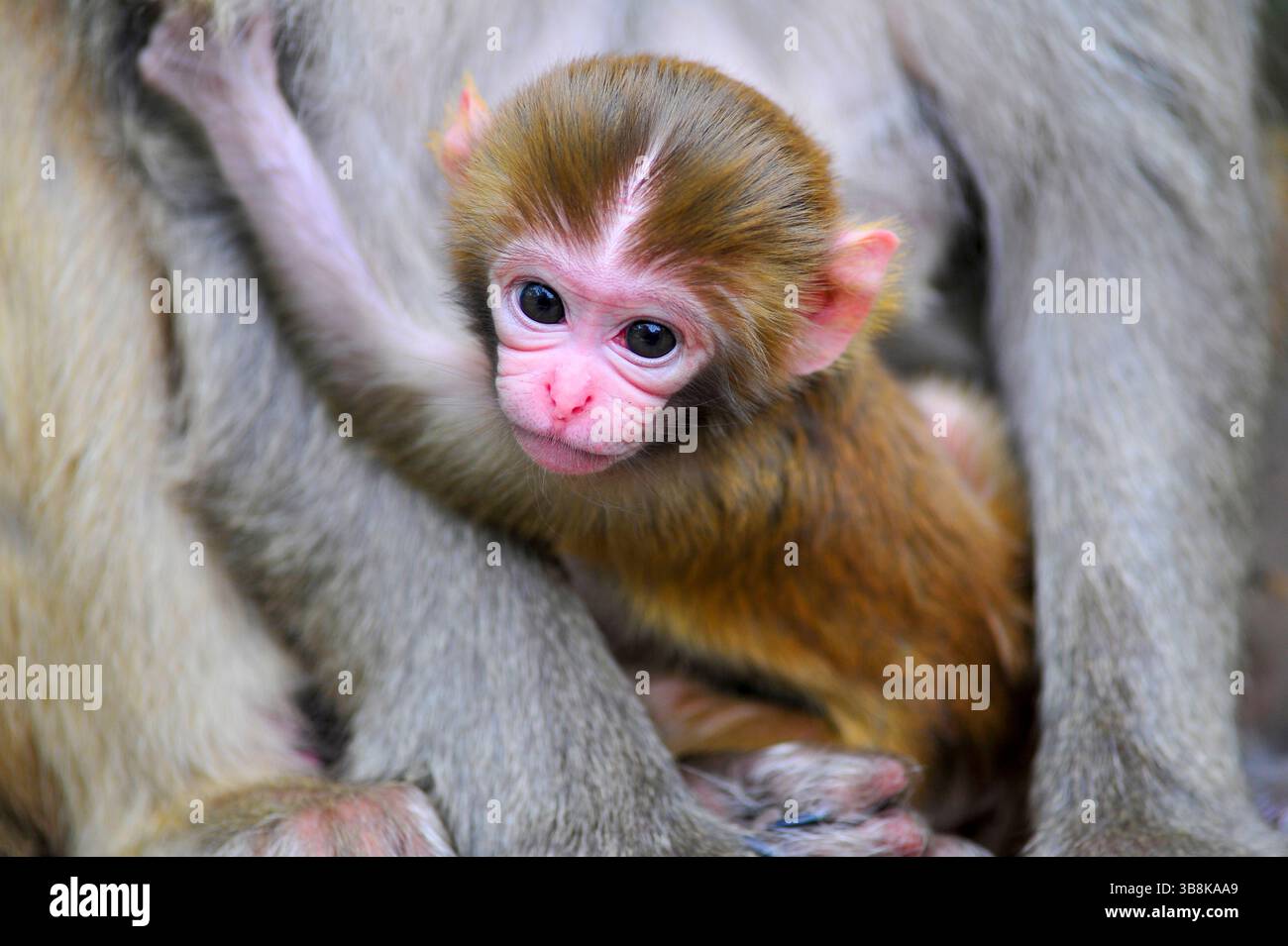 Monkeys wait food in hi-res stock photography and images - Alamy