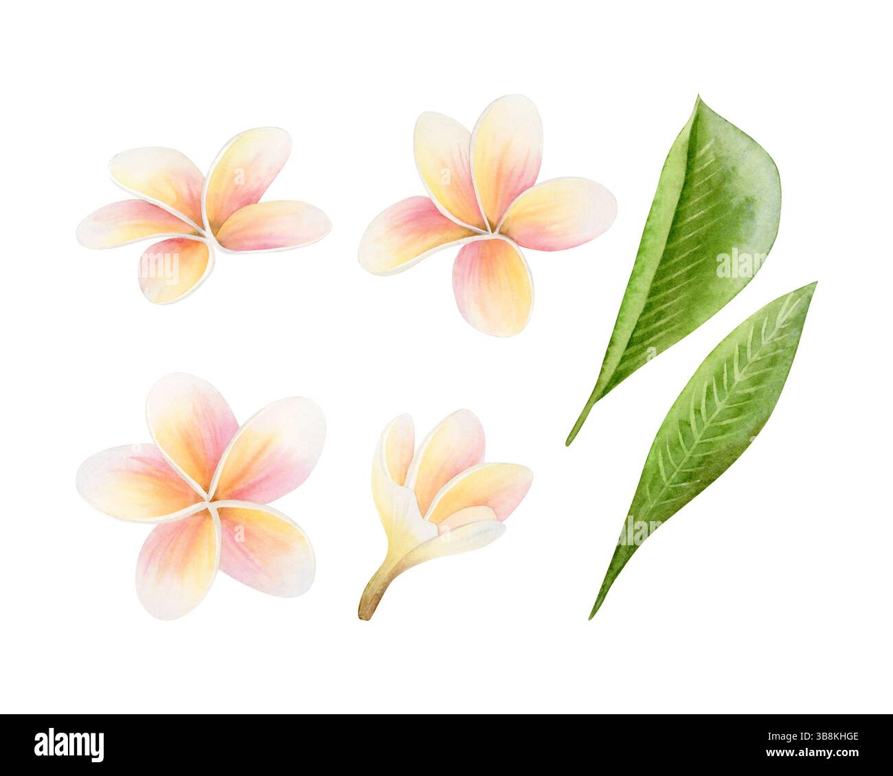 Tropical flowers of Plumeria with bud and leaves watercolor ...