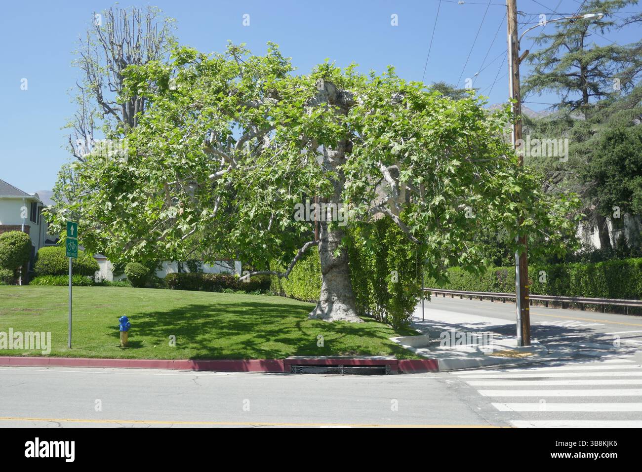 Altadena, California, USA 7th May 2025 Tree in Altadena aftermath and ...
