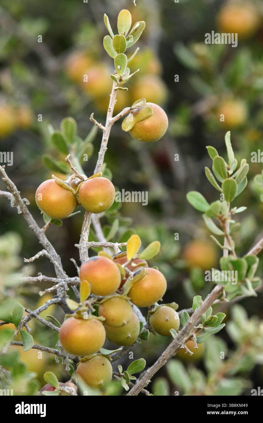 Sapotillo hi-res stock photography and images - Alamy