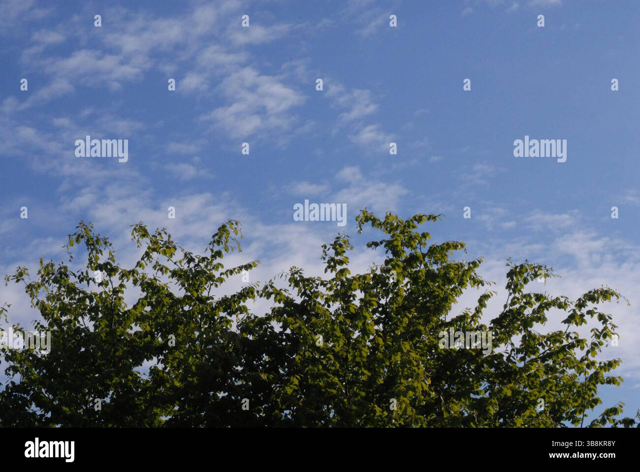 Kastrup/Copenhagen/ Denmark/08 may 2025/.Denmarks weather green leaves ...