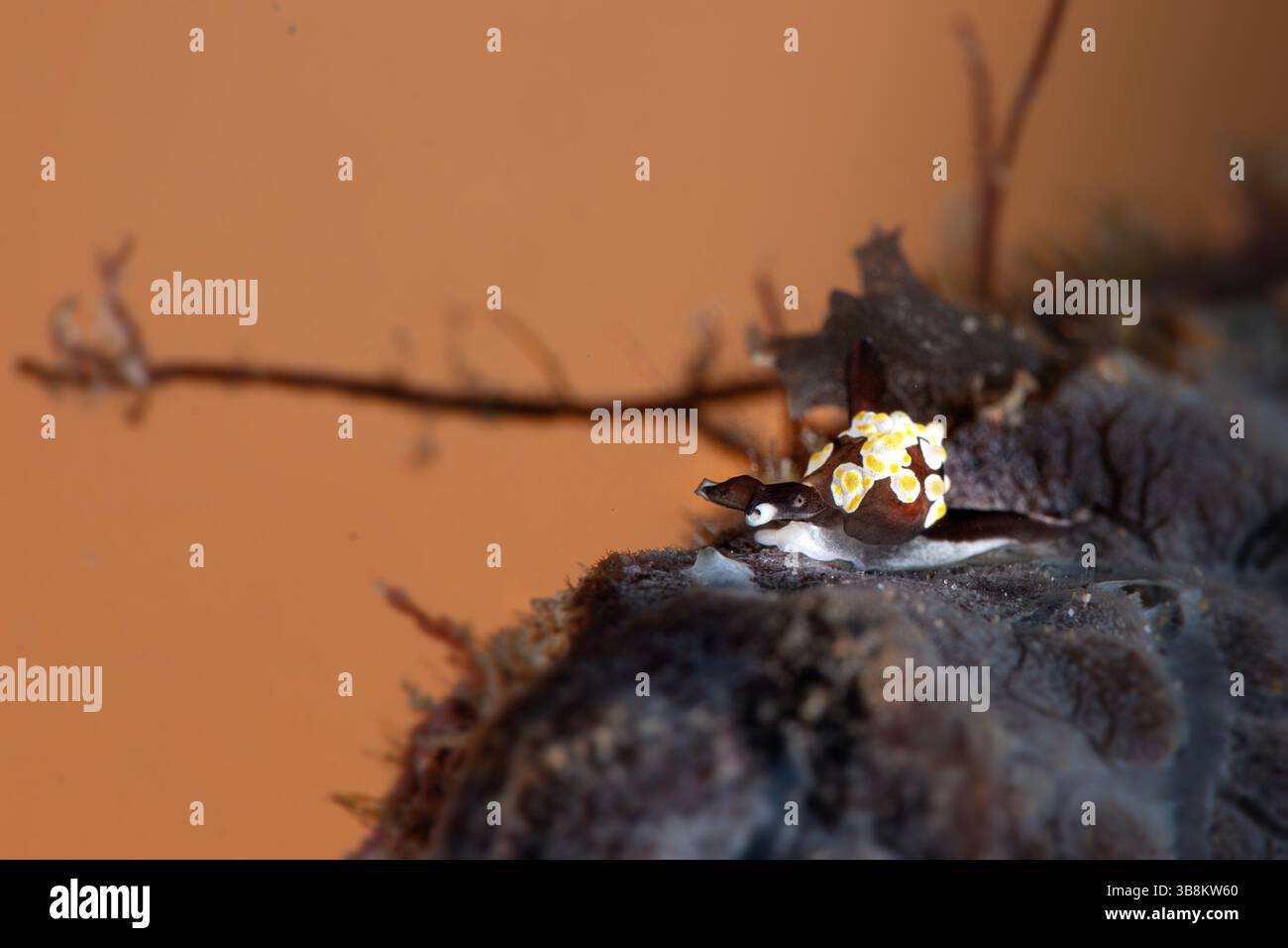 Fried-Eggs Slug (Colpodaspis thompsoni) It is small, but brightly ...