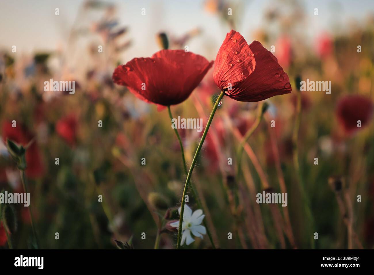 Beautiful red poppies sunset hi-res stock photography and images - Alamy