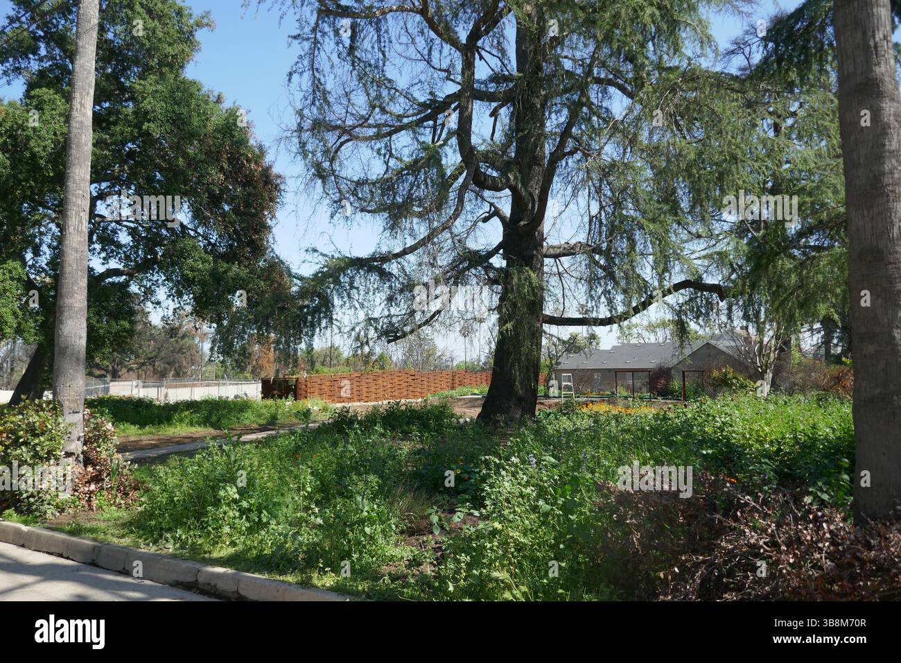 Altadena, California, USA 7th May 2025 Altadena aftermath and cleanup ...
