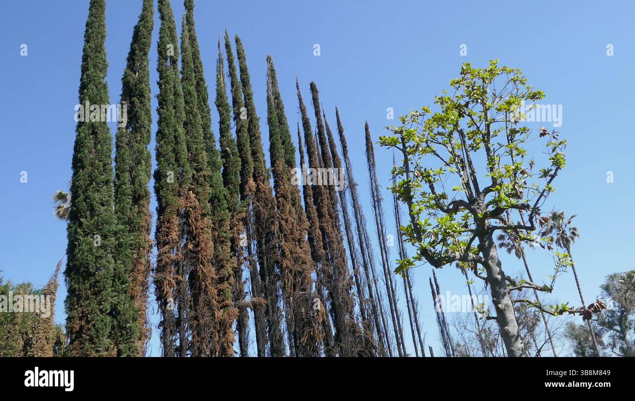 Altadena, California, USA 7th May 2025 Altadena aftermath and cleanup ...