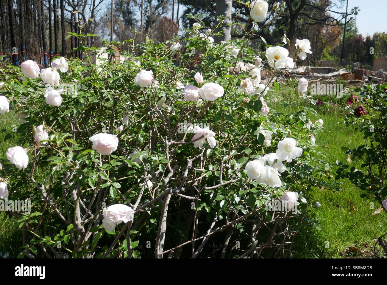 Altadena, California, USA 7th May 2025 Flowers at Altadena aftermath ...