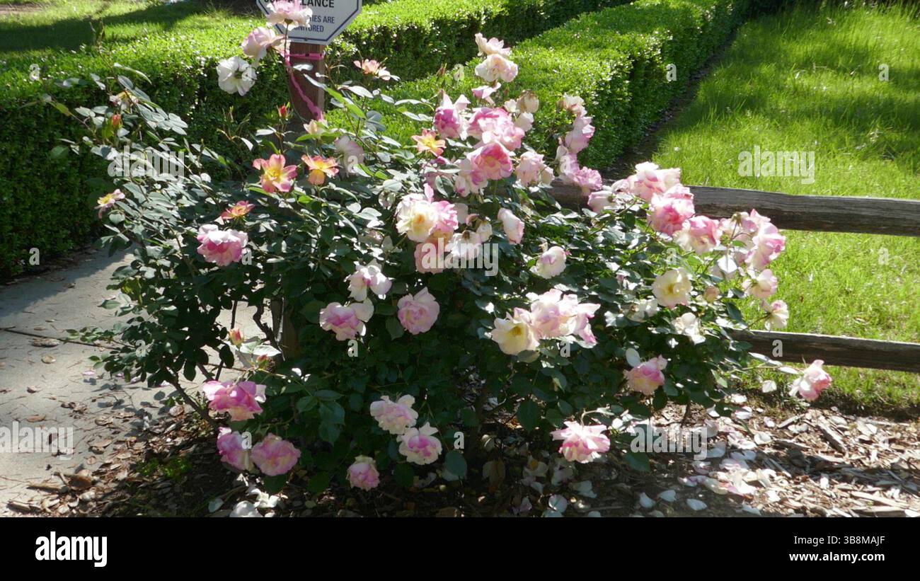 Altadena, California, USA 7th May 2025 Flowers during Altadena ...