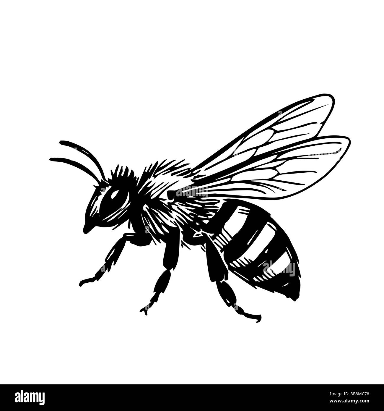 Hand drawn illustrations of a bee, detailed vector clip art isolated on ...