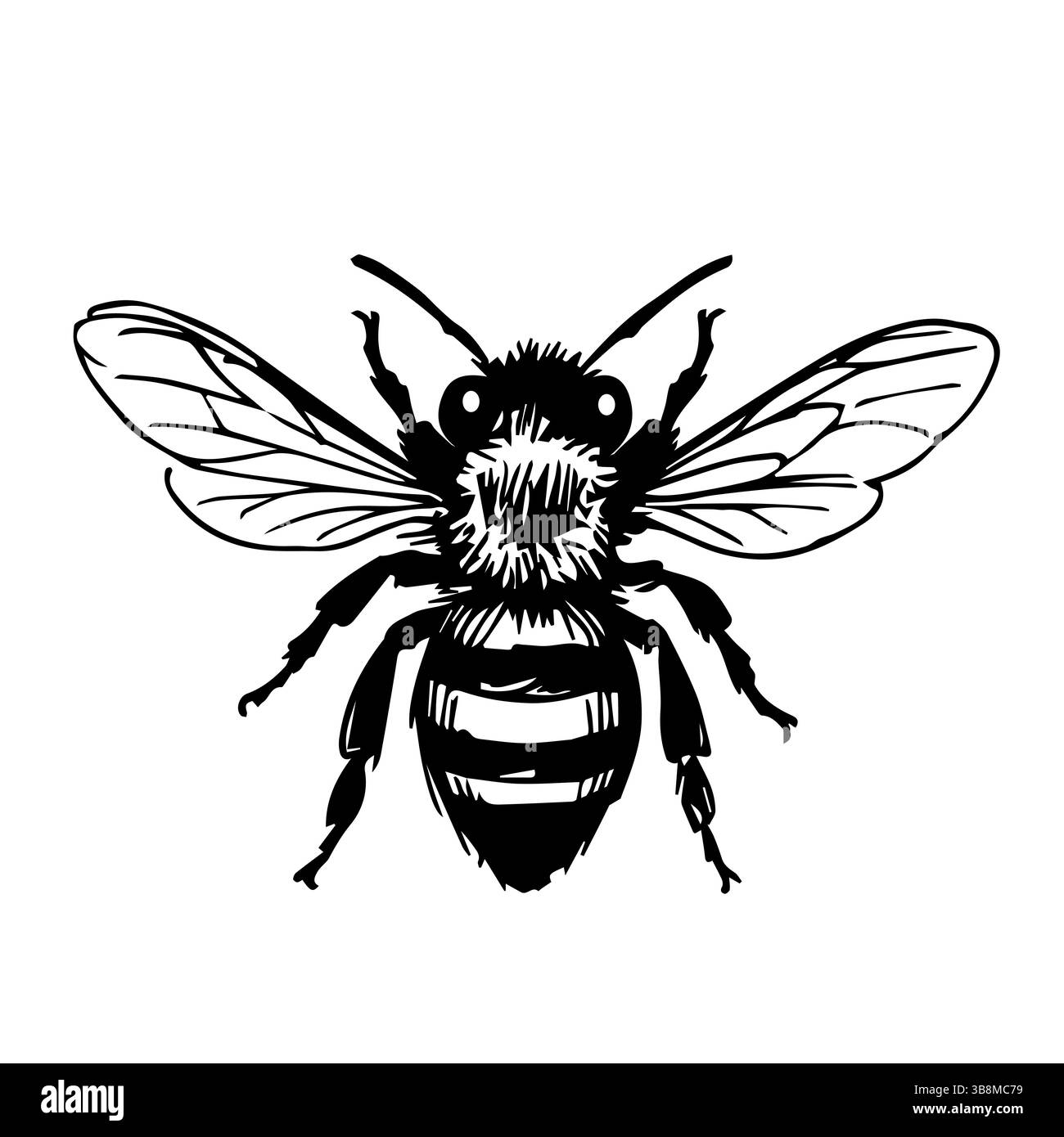 Hand drawn illustrations of a bee, detailed vector clip art isolated on ...