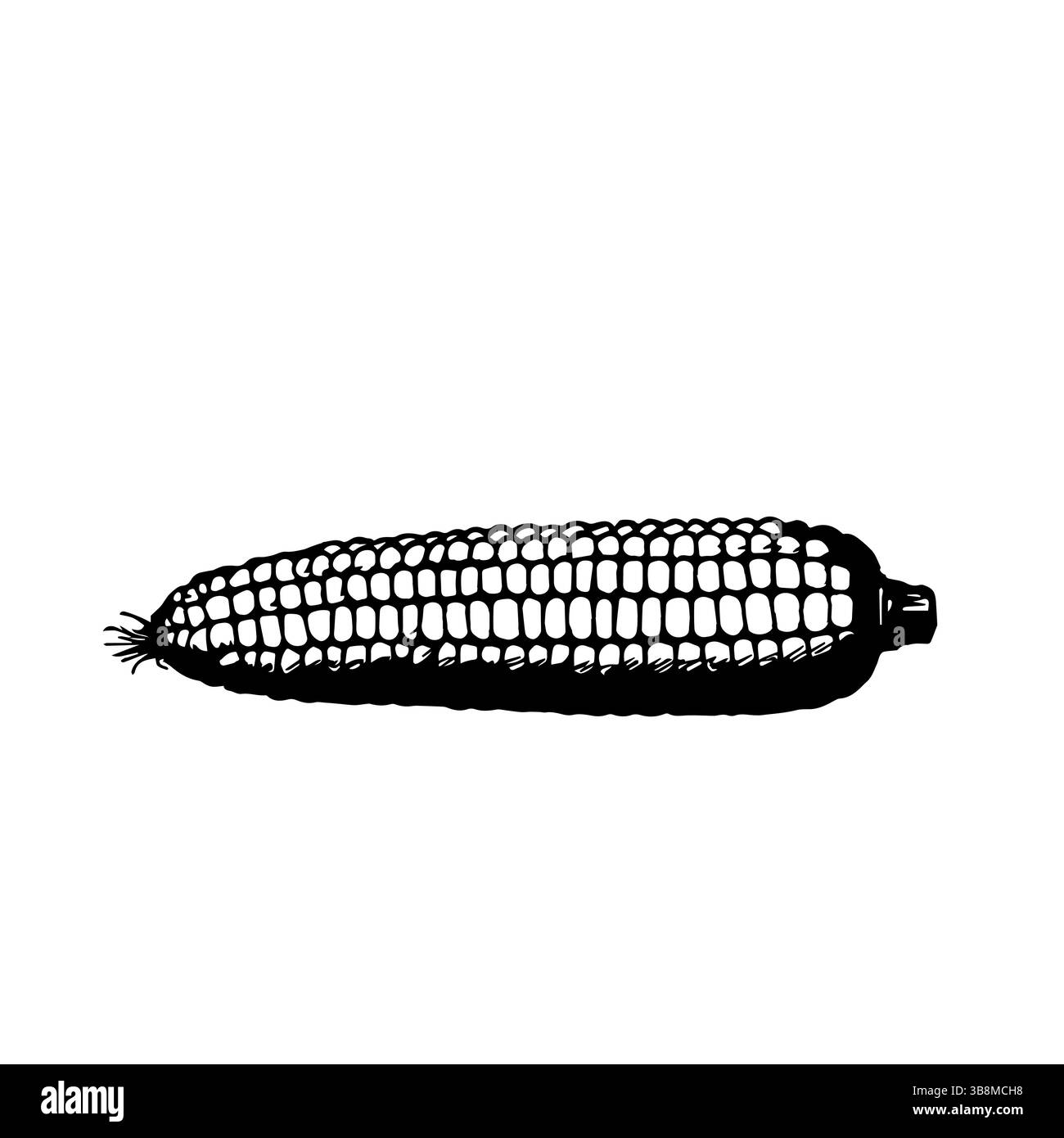 Hand drawn Corn Sketch Illustration Stock Vector Image & Art - Alamy