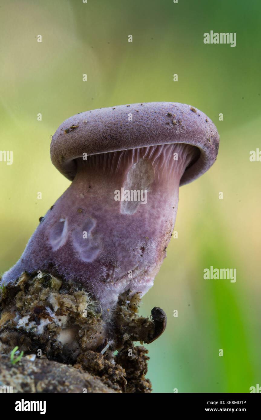 Macro photography of mushrooms in their habitat showing their beautiful ...