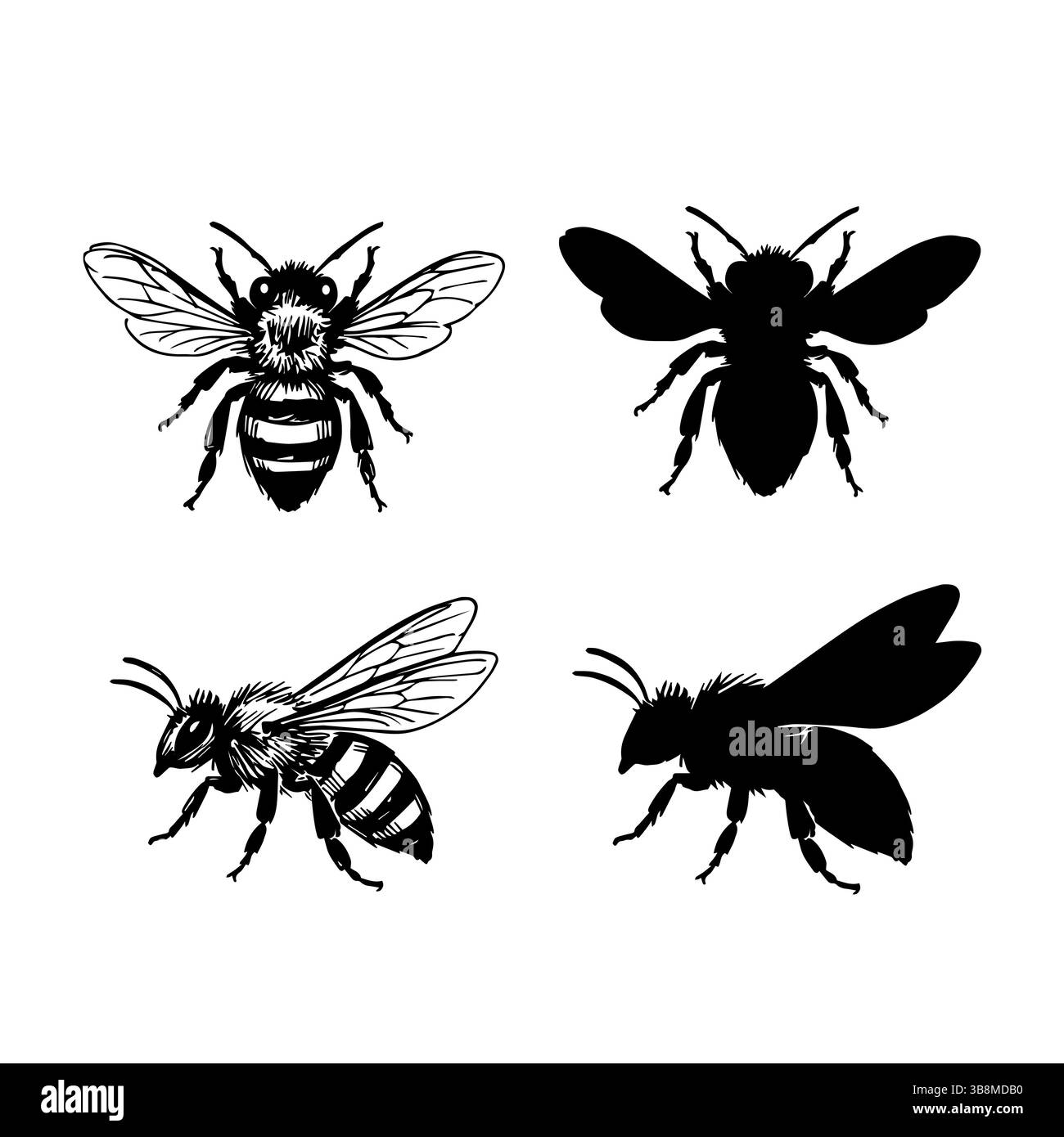 Hand drawn illustrations of a bee, detailed vector clip art isolated on ...