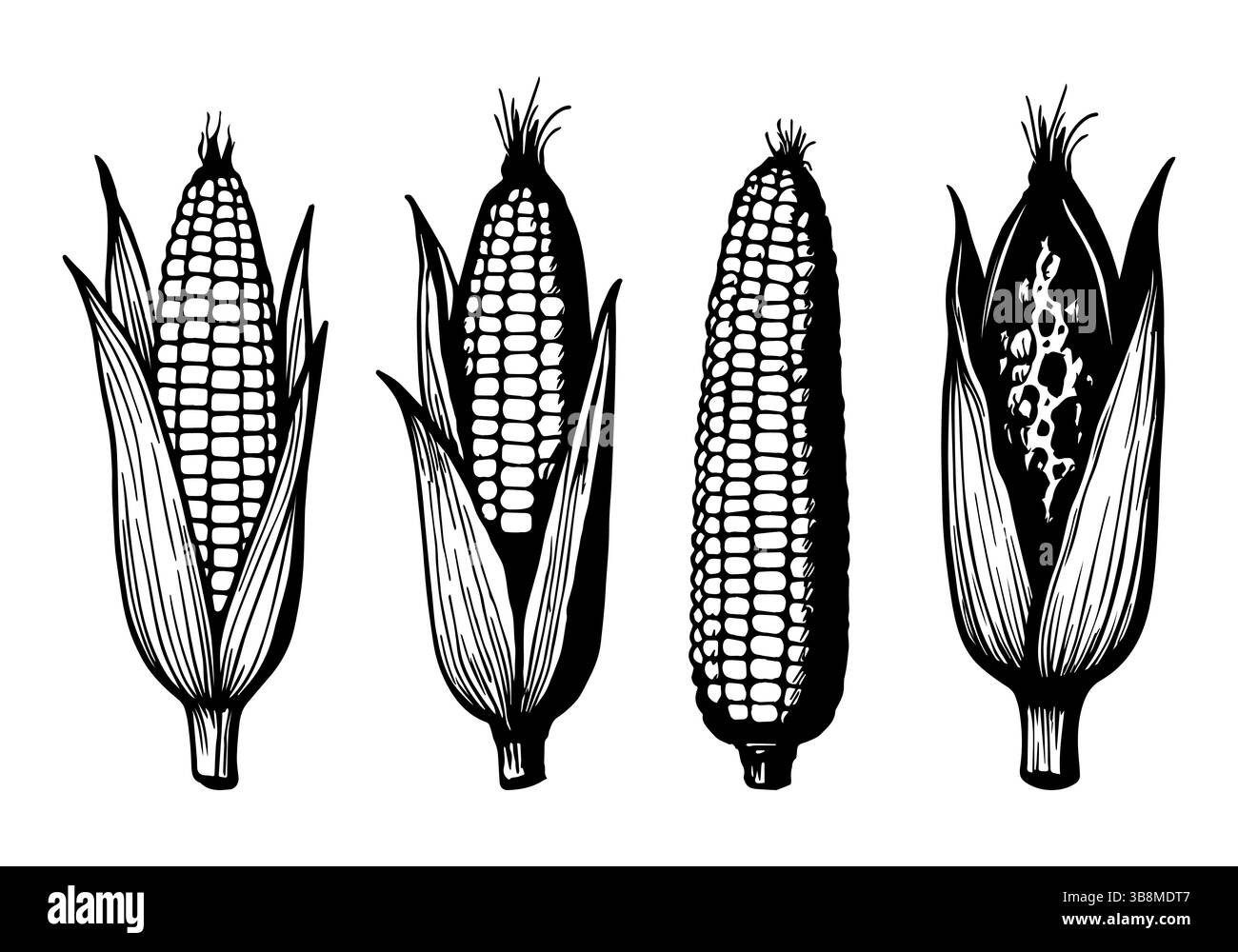 Hand drawn Corn Sketch Illustration Stock Vector Image & Art - Alamy