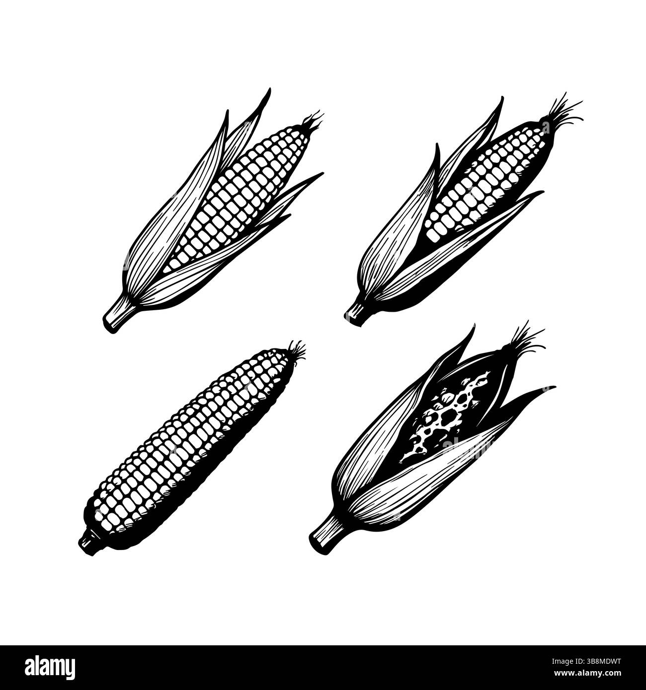 Hand drawn Corn Sketch Illustration Stock Vector Image & Art - Alamy