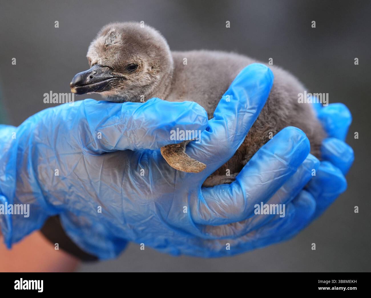 One of two newly hatched Humboldt penguin chicks is weighed by keeper ...