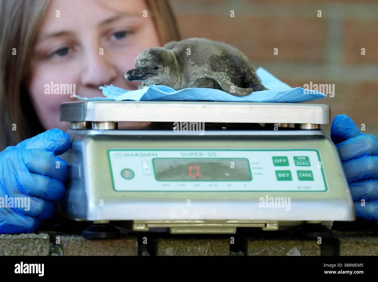 One of two newly hatched Humboldt penguin chicks is weighed by keeper ...