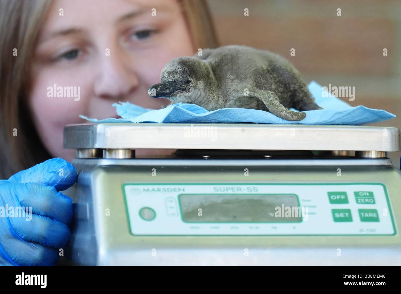 One of two newly hatched Humboldt penguin chicks is weighed by keeper ...