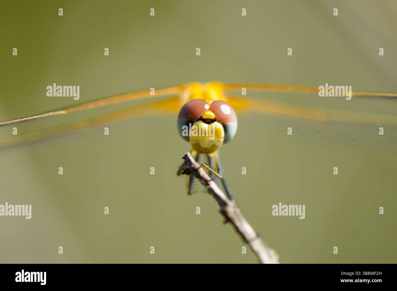 Macro photography of an insect showing its beautiful colors and ...