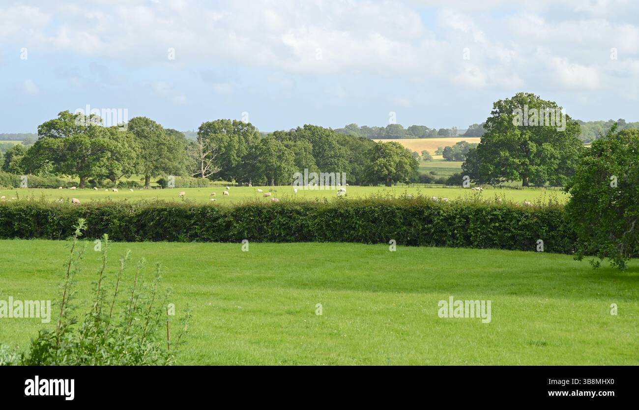 English rural landscape with sheep in distance Stock Photo - Alamy