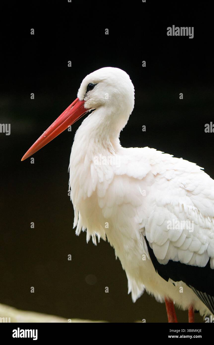 Close-up photograph of a bird showing its peculiar colors Stock Photo ...