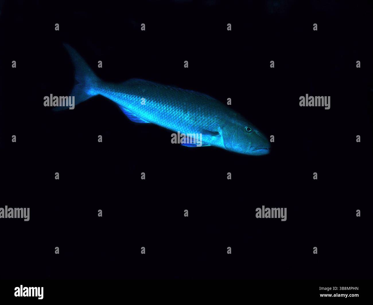 Green jobfish hi-res stock photography and images - Alamy