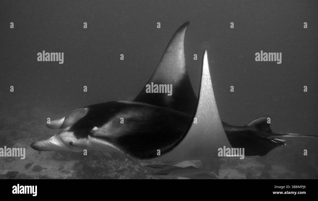 Manta ray in Arabian sea, Baa Atoll, Maldives, underwater photograph ...