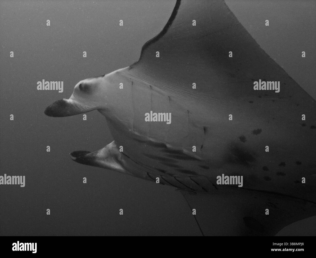 Manta ray in Arabian sea, Baa Atoll, Maldives, underwater photograph ...