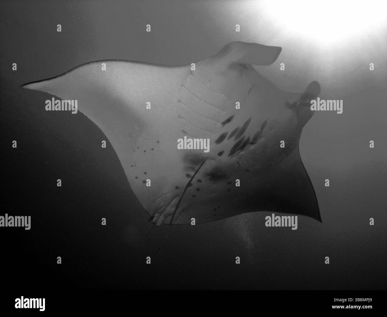 Manta ray in Arabian sea, Baa Atoll, Maldives, underwater photograph ...