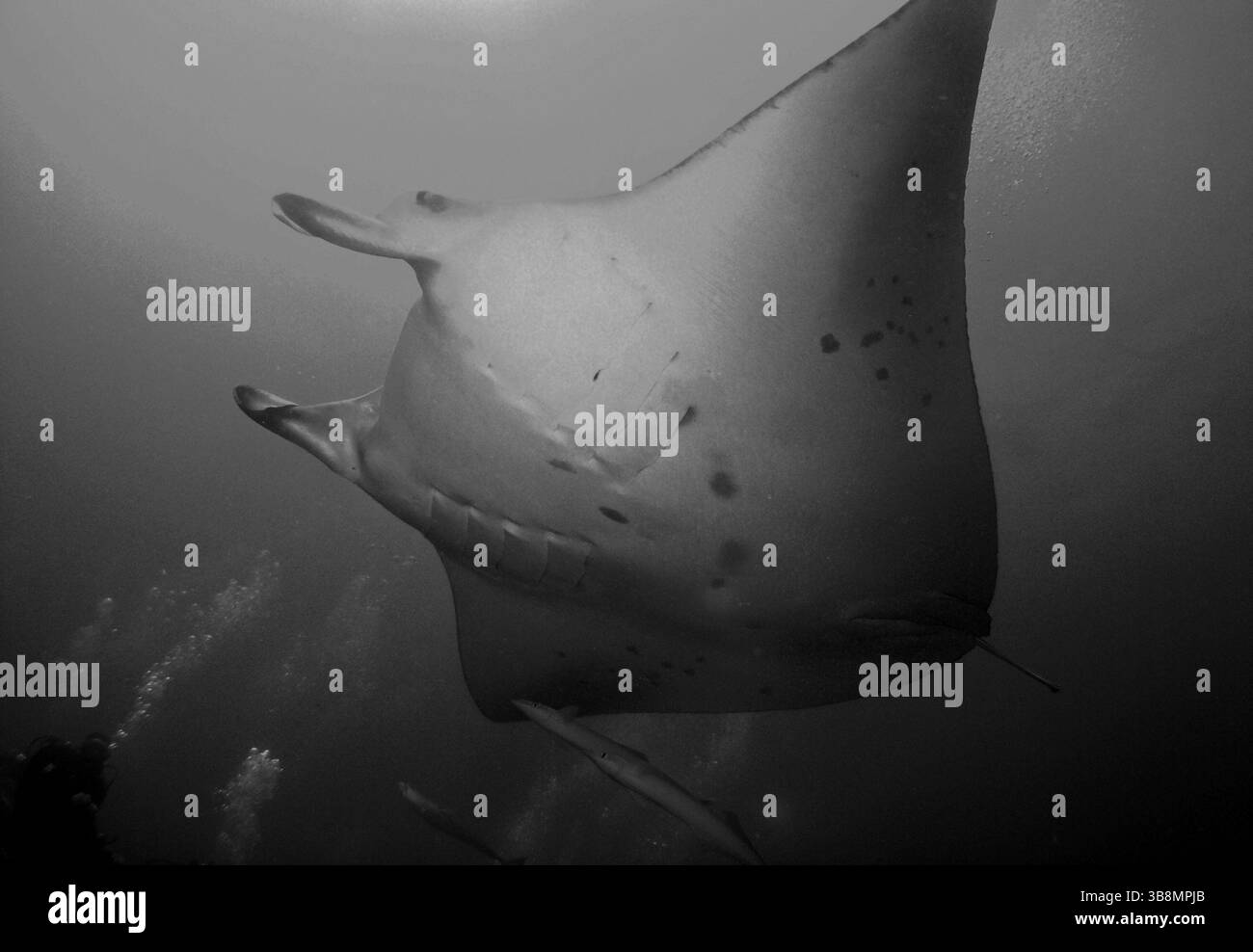 Manta ray in Arabian sea, Baa Atoll, Maldives, underwater photograph ...