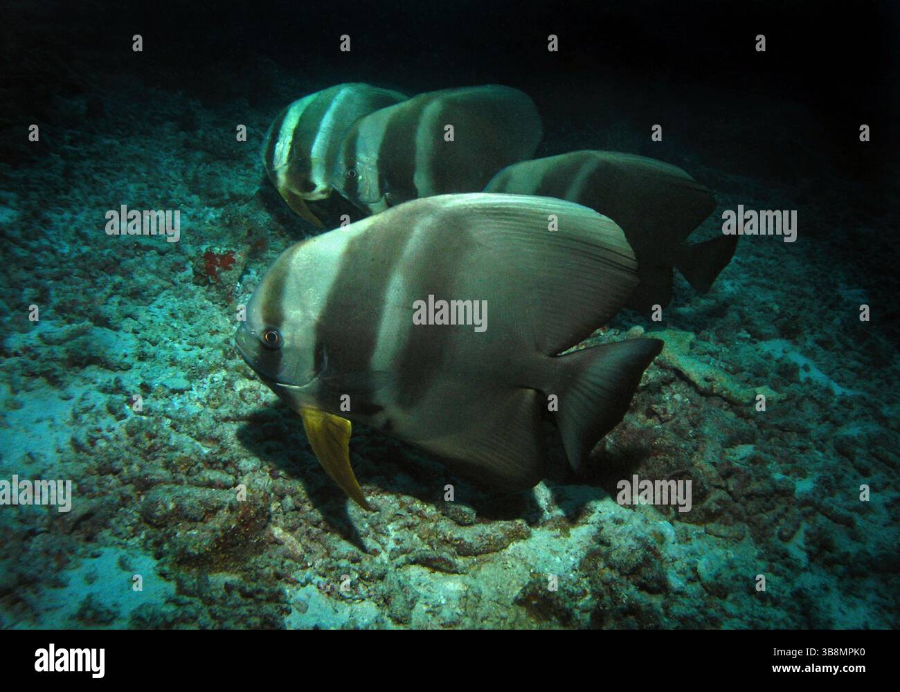 Longfin batfish in Arabian sea, Baa Atoll, Maldives, underwater ...