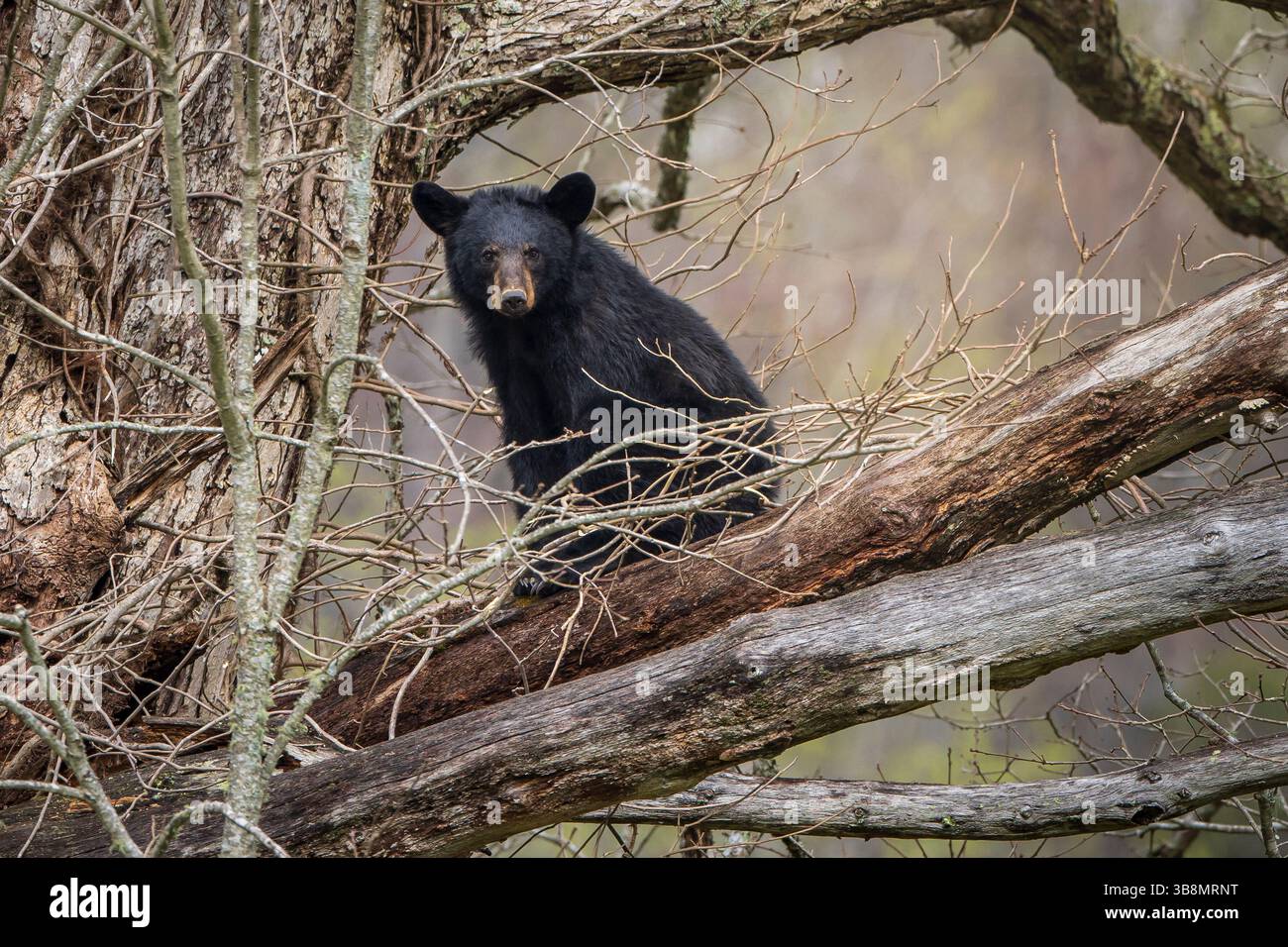 Astro photography landscape hi-res stock photography and images - Alamy