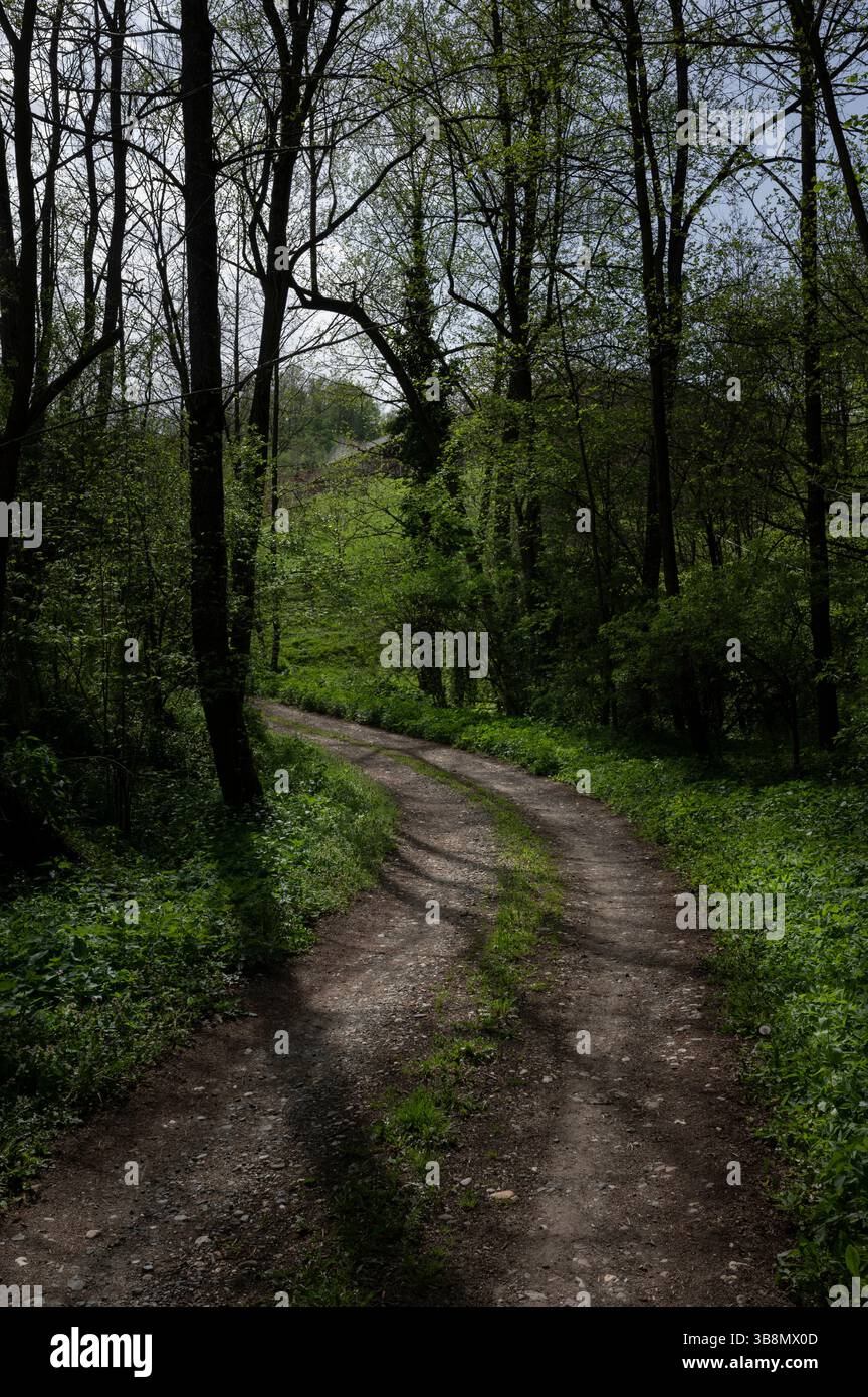 old forest road, in spring time Stock Photo - Alamy