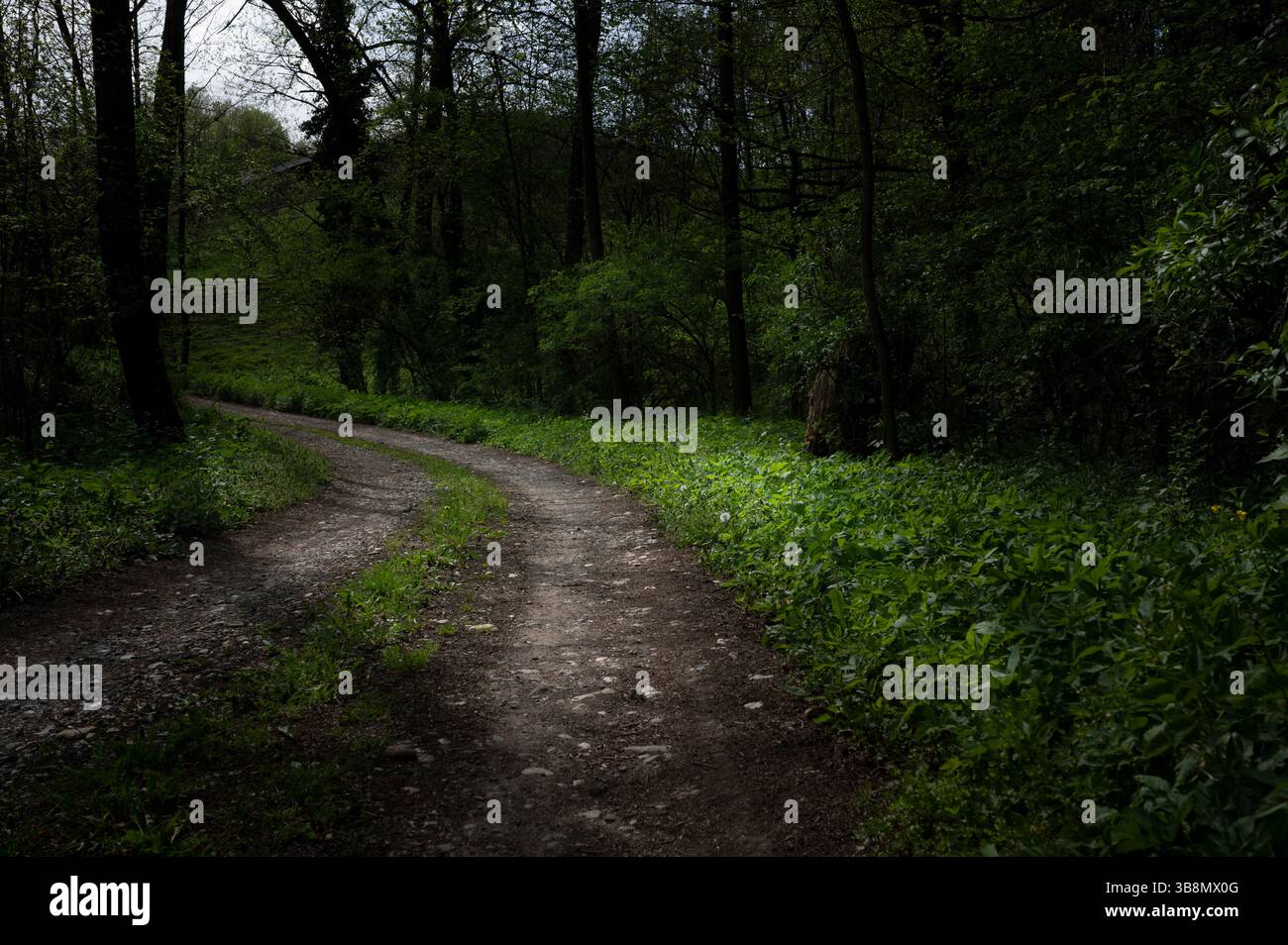 Old forest road hi-res stock photography and images - Alamy