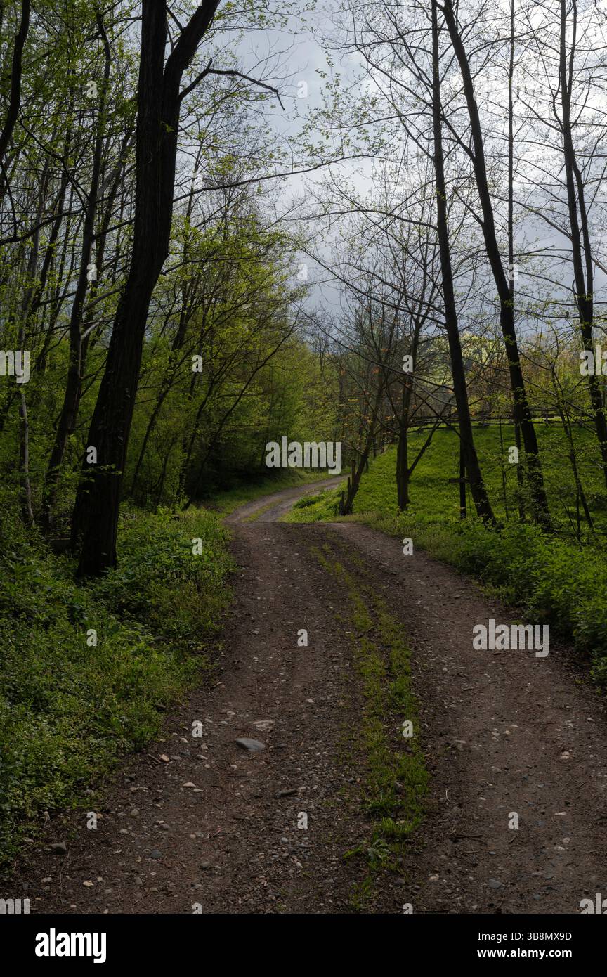 old forest road, in spring time Stock Photo - Alamy