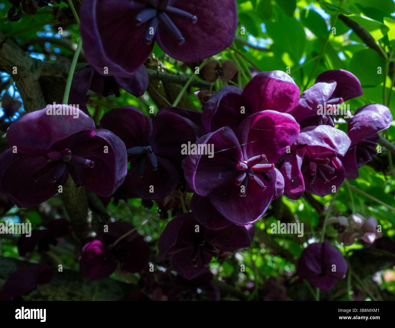 Chocolate Vine (Akebia quinata) in a garden in Suffolk, UK Stock Photo ...