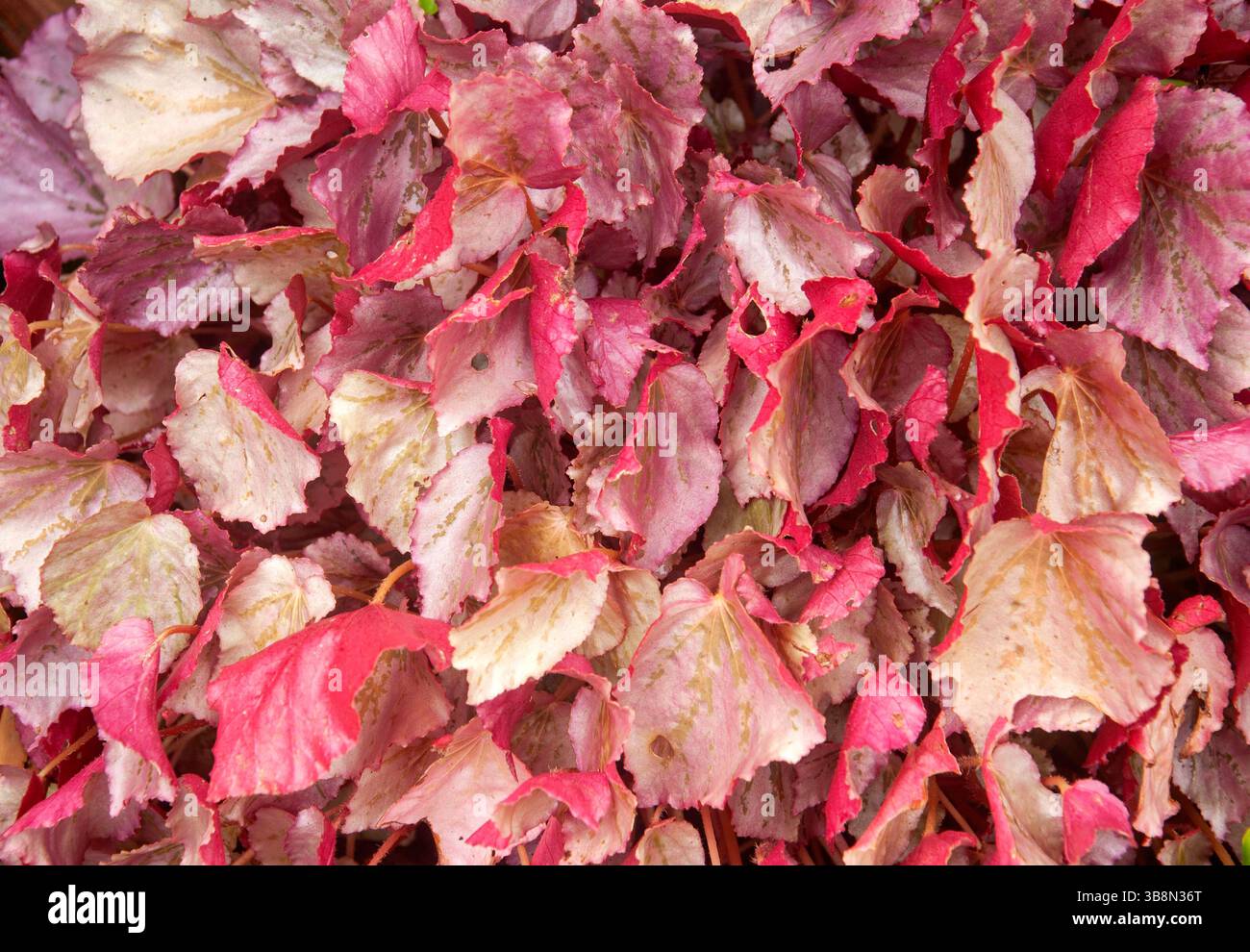 Copper Leaf (Beef-steak) plant with its striking reddish-orange leaves ...