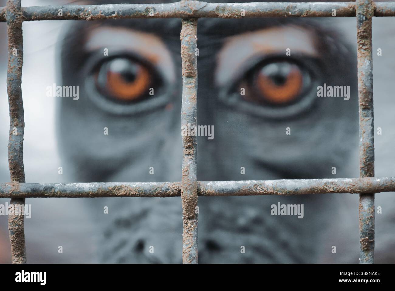 Wild behind bars hi-res stock photography and images - Alamy