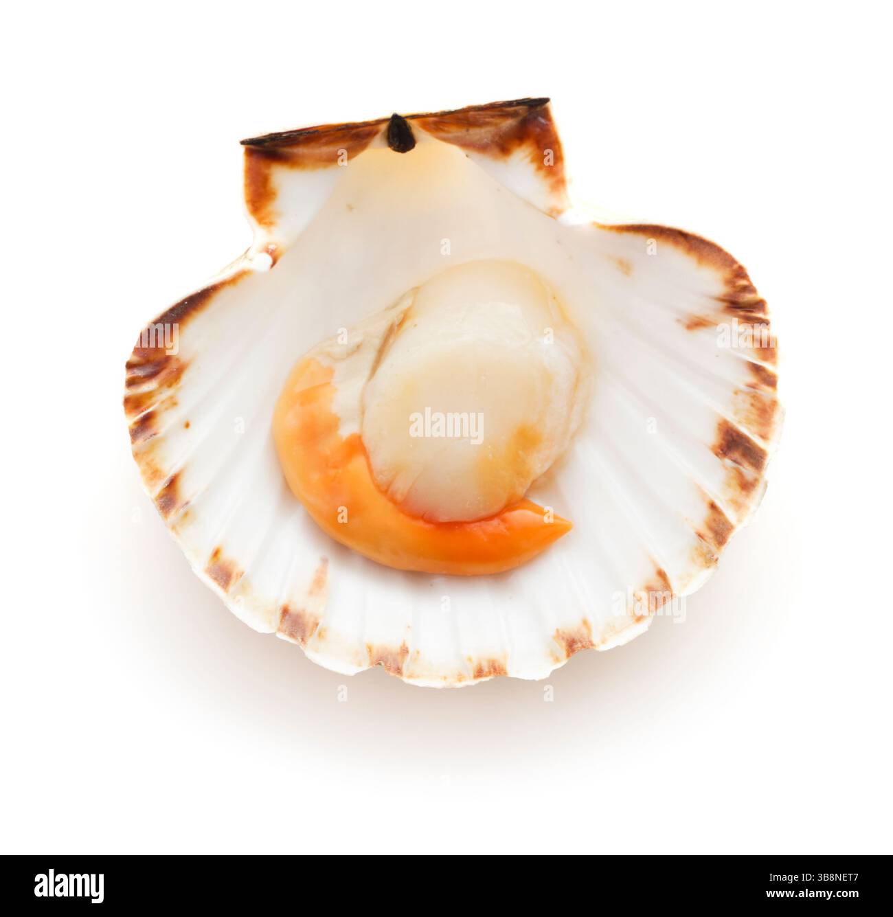 Fresh raw scallop on white background Stock Photo - Alamy