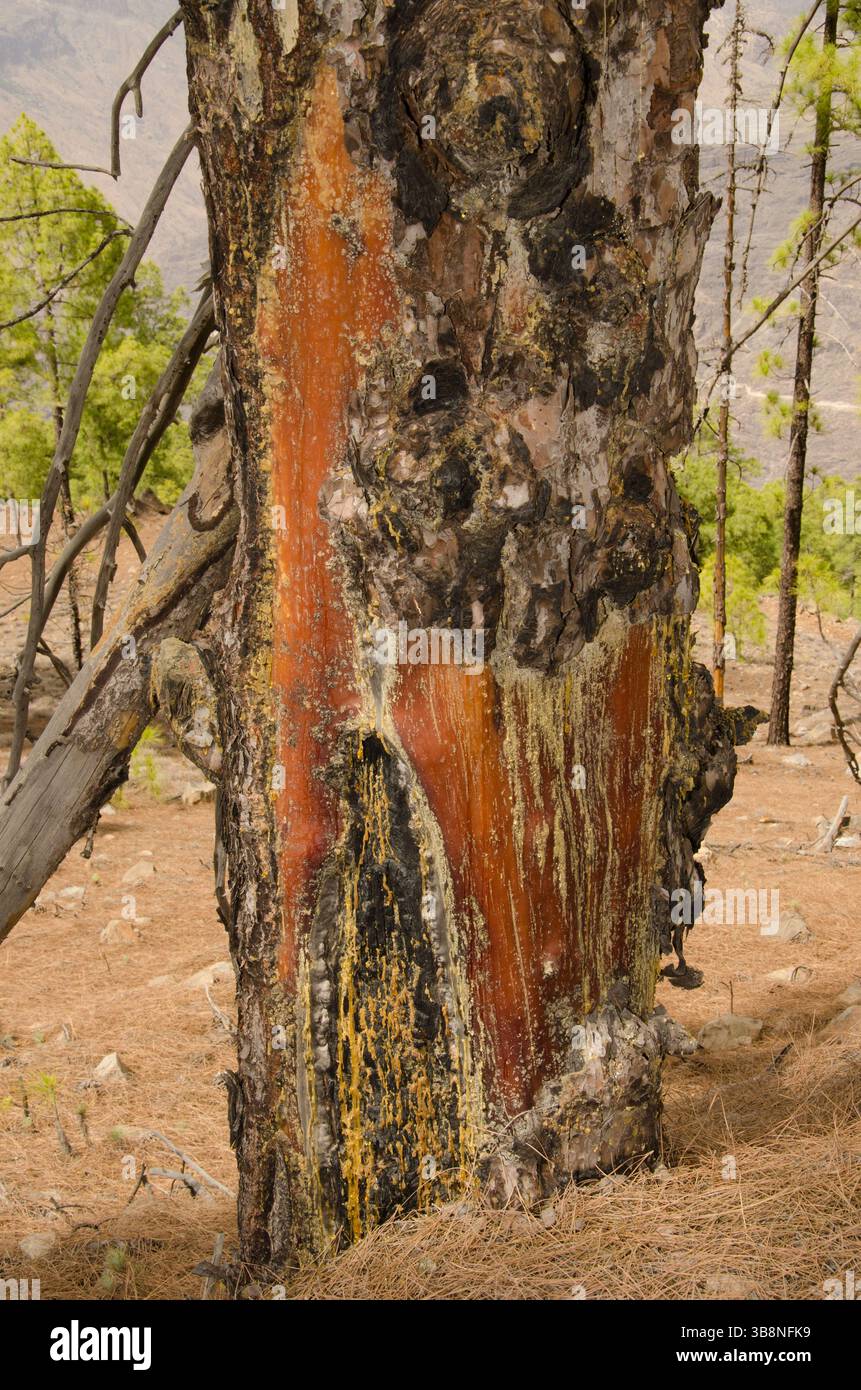 Canary Island pine Pinus canariensis with scars on the trunk where its ...