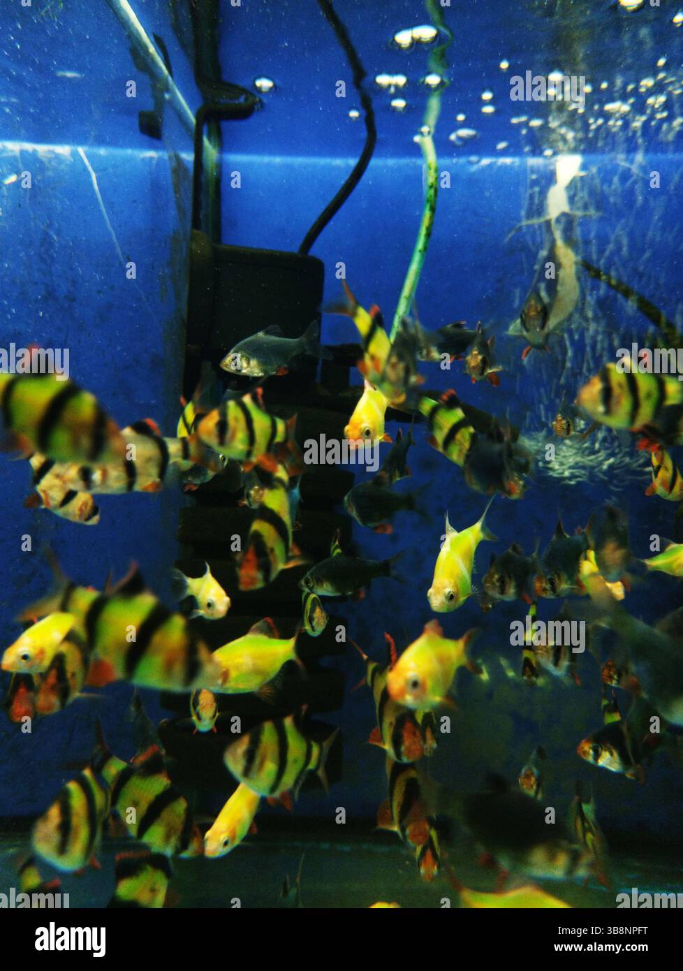 Puntius tetrazona is a school of small striped fish of yellow black ...