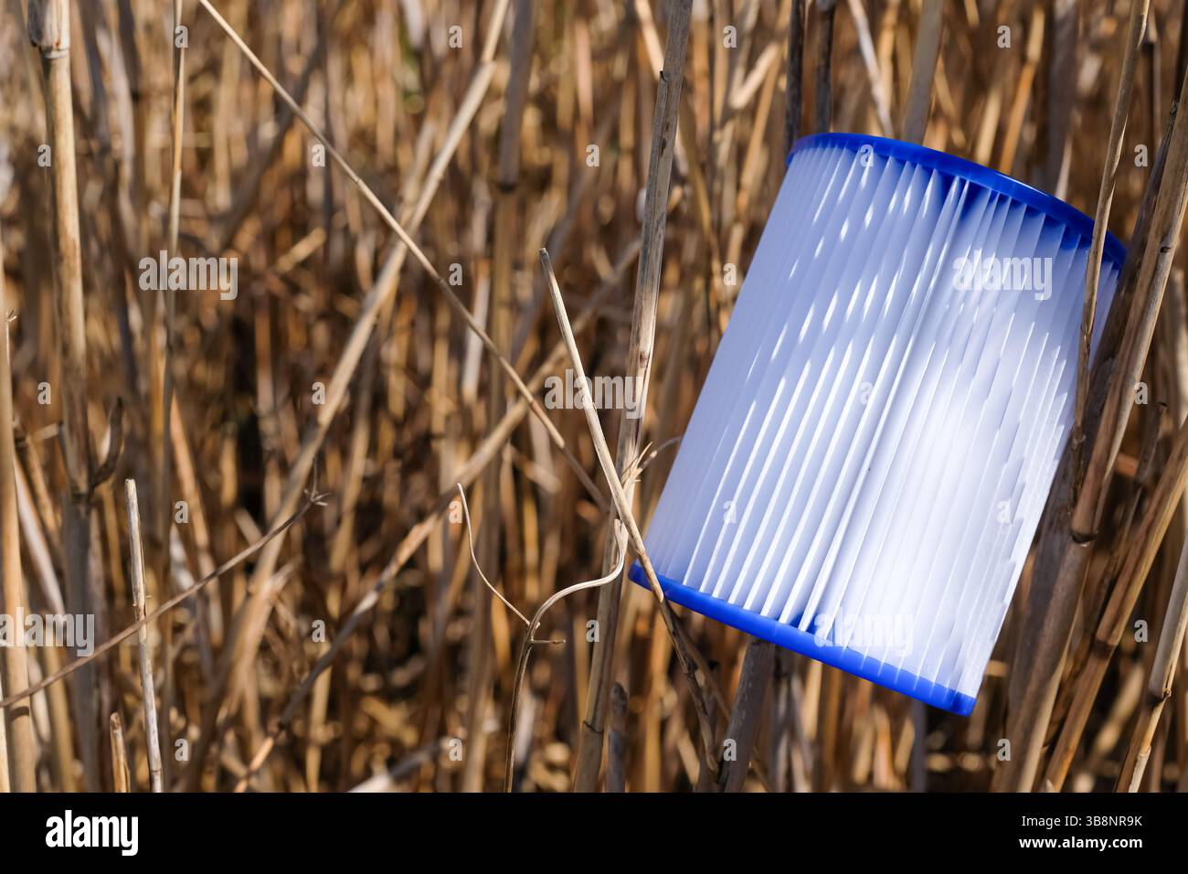 Dried Reeds near Replacement Pool Filter Cartridge.Trap for Natural ...