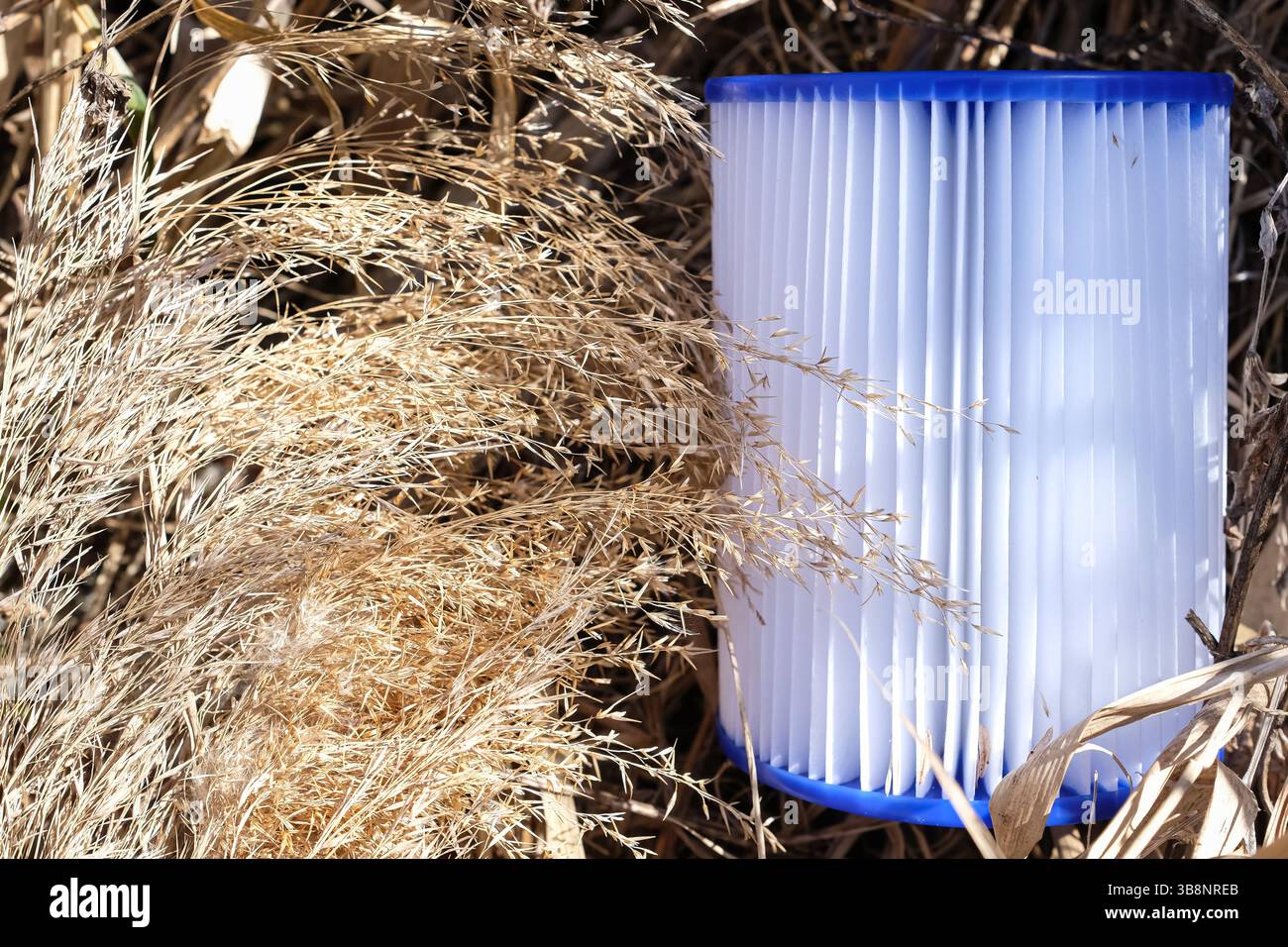 Dried Reeds near Replacement Pool Filter Cartridge.Trap for Natural ...