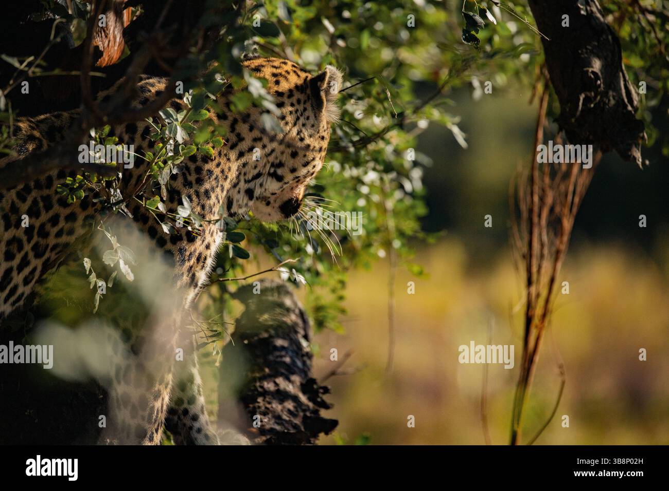 Leopard silhouette camouflaged in a tree with branches Stock Photo - Alamy