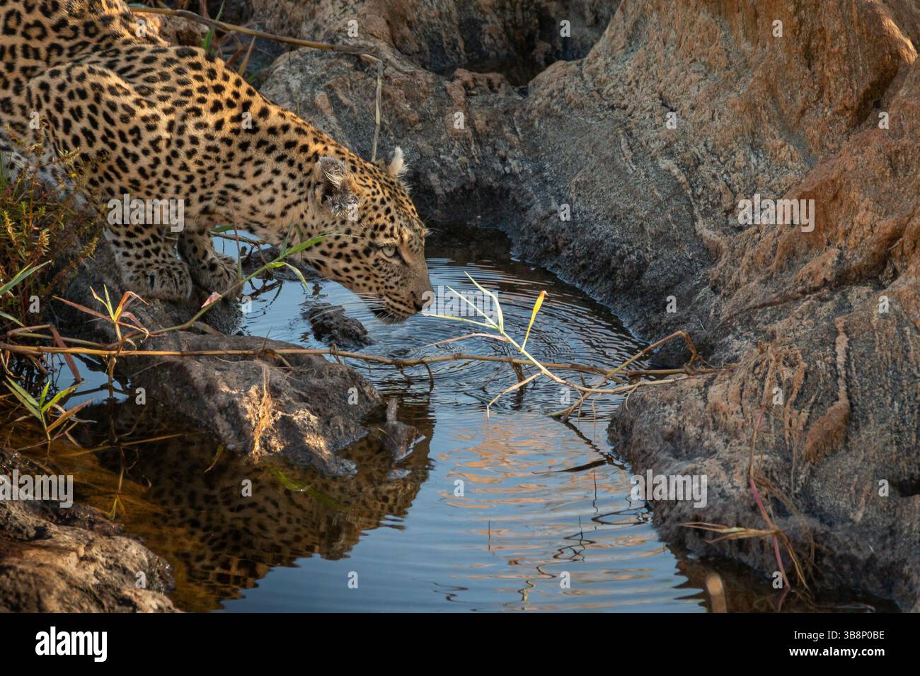 Leopard taking a drink in a rock pool Stock Photo - Alamy