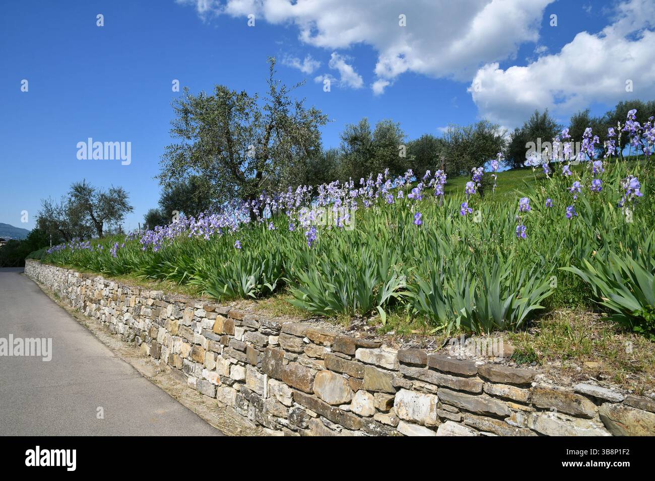 Iris pallida in bloom and olive trees on the Tuscan hills near ...