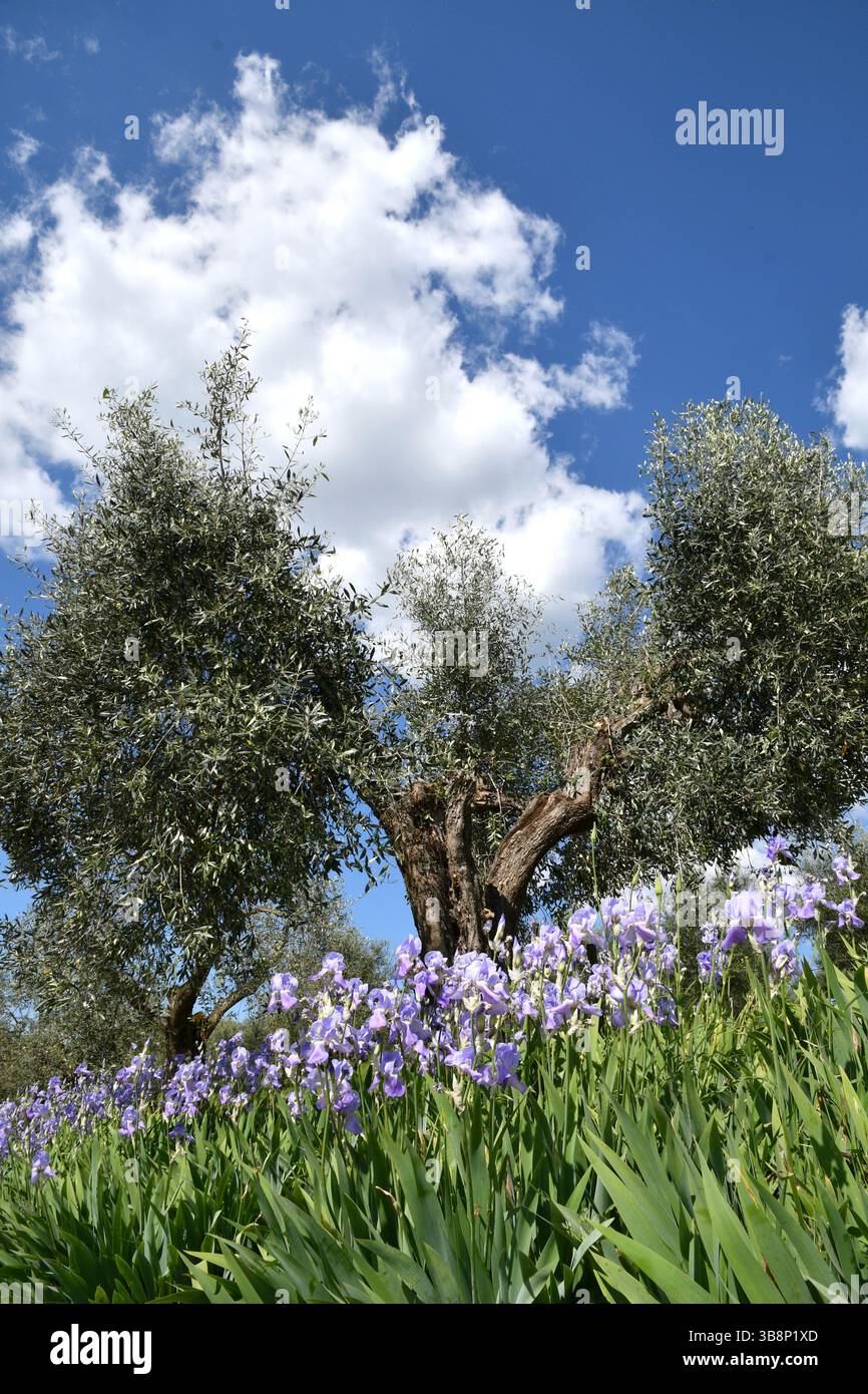 Iris pallida in bloom and olive trees on the Tuscan hills near ...