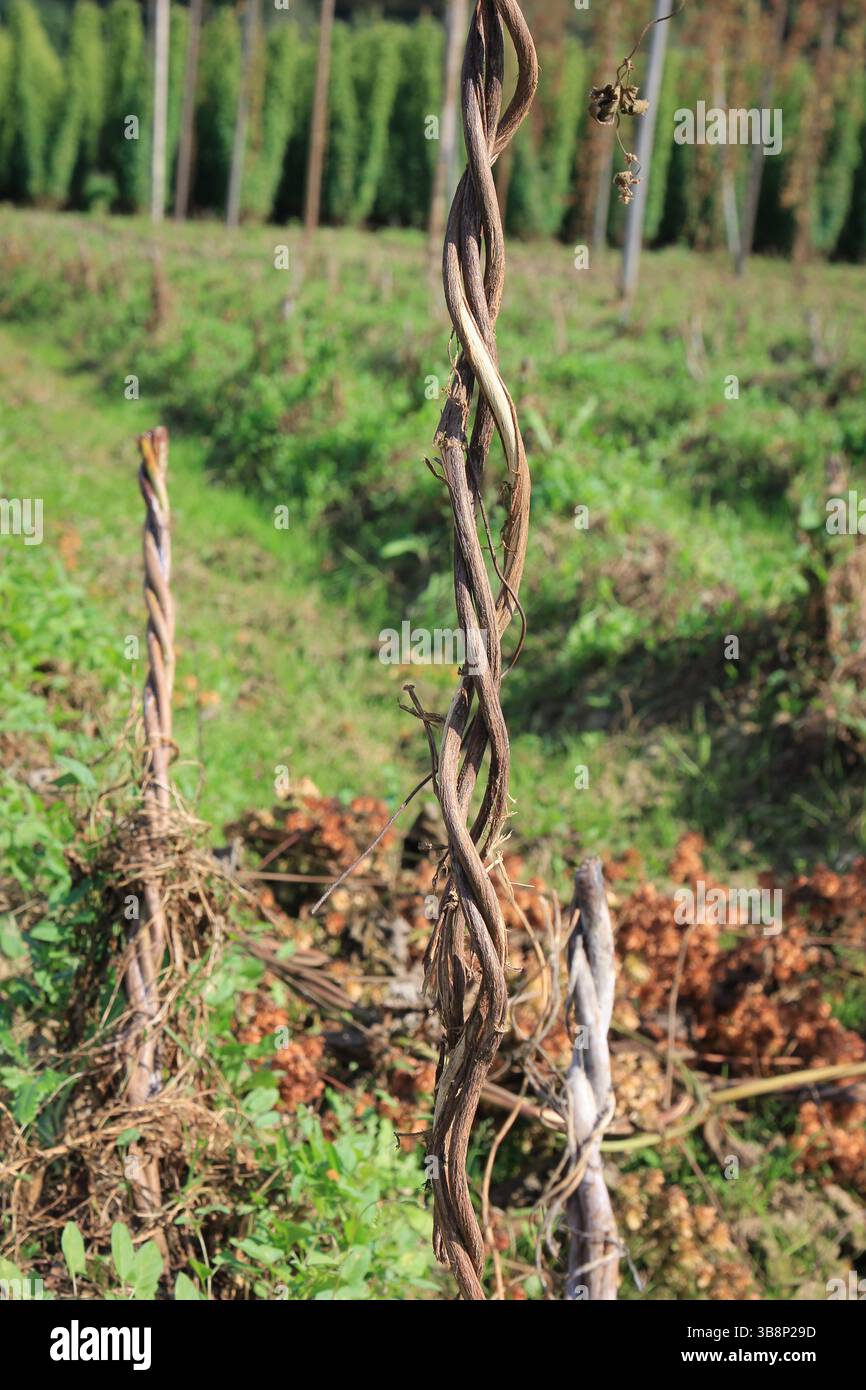 Twisted vine of a hop plant Stock Photo - Alamy