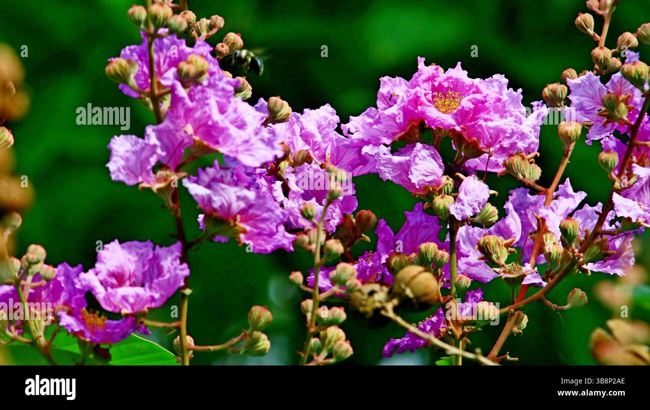 Colorful flowers in Sanya City, southernmost China's Hainan Province, 5 ...