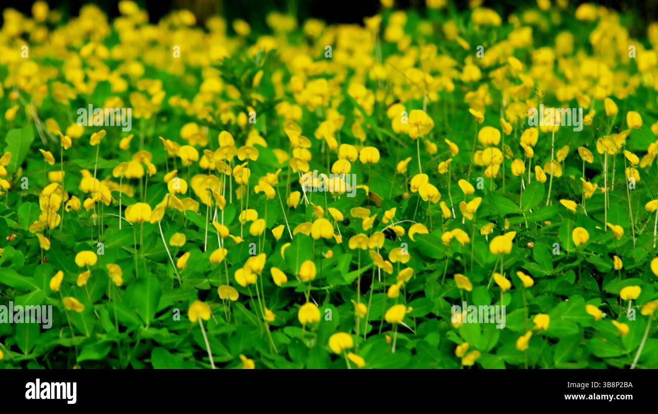 Colorful flowers in Sanya City, southernmost China's Hainan Province, 5 ...